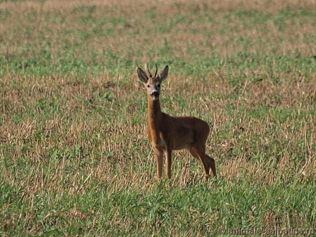 Pui de căprioară rănit de o maşină, salvat de jandarmii din Caraș ...