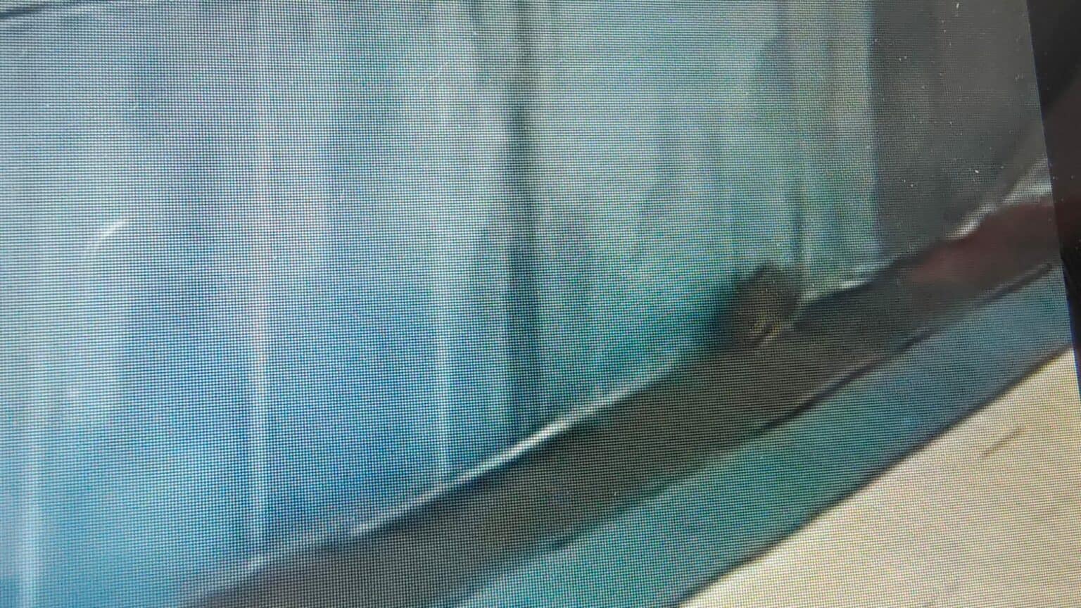 VIDEO. Șobolan de Cluj. Își face veacul în Piața Unirii