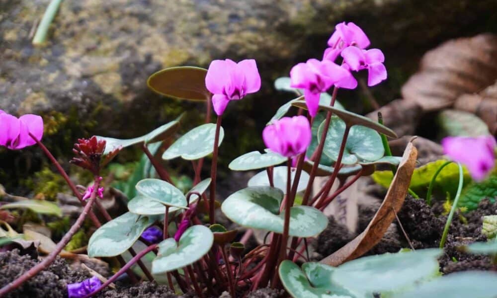 FOTO. Primăvară în februarie. Flori colorate au scos capul la soare ...