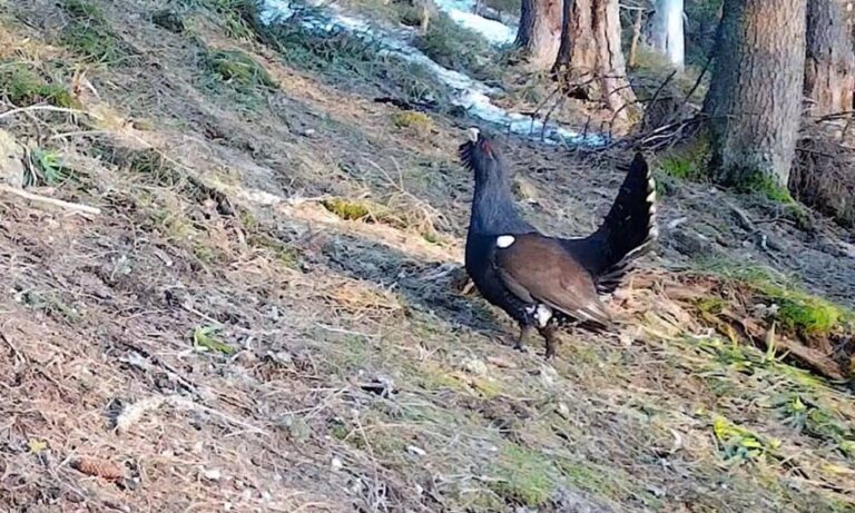 VIDEO: Rotitul cocoșului de munte în Parcul Natural Apuseni. Imagini cu ...