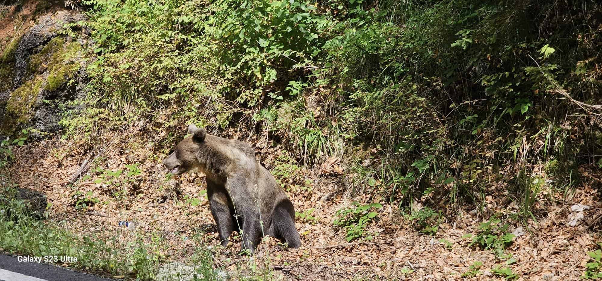 Amenzi „2 în 1” pe Transfăgărășan, pentru cei care hrănesc urșii sau ...