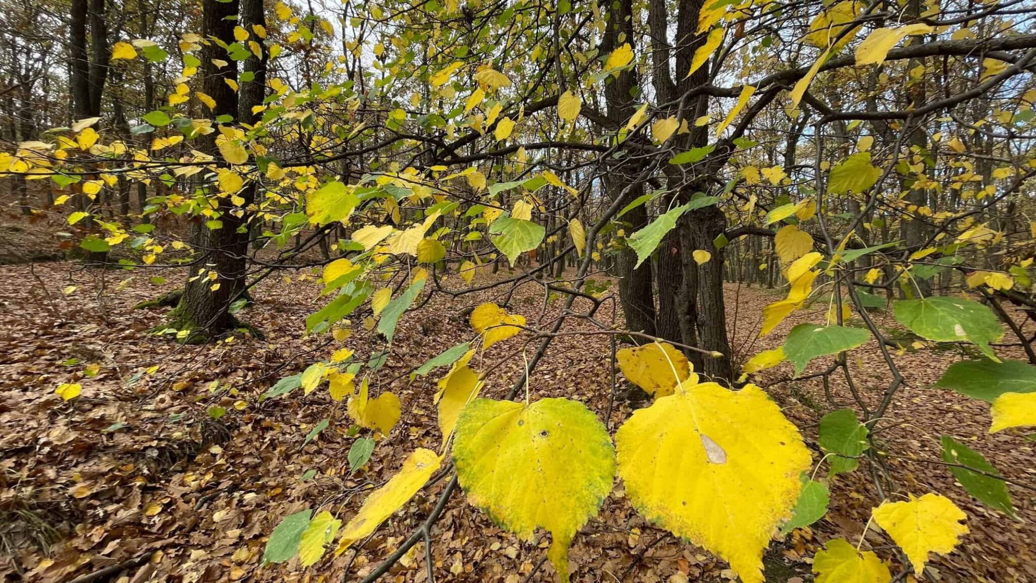 Echinocțiul de toamnă 2024. Momentul din acest weekend în care ziua ...