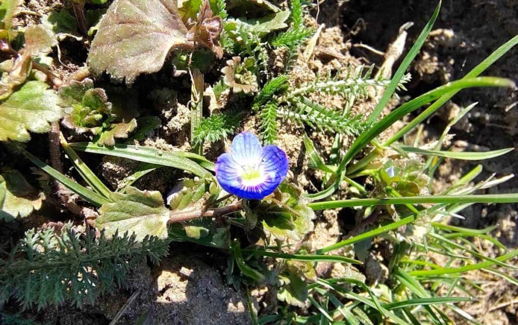 Prognoza meteo pentru a doua jumătate a lunii martie și început de ...